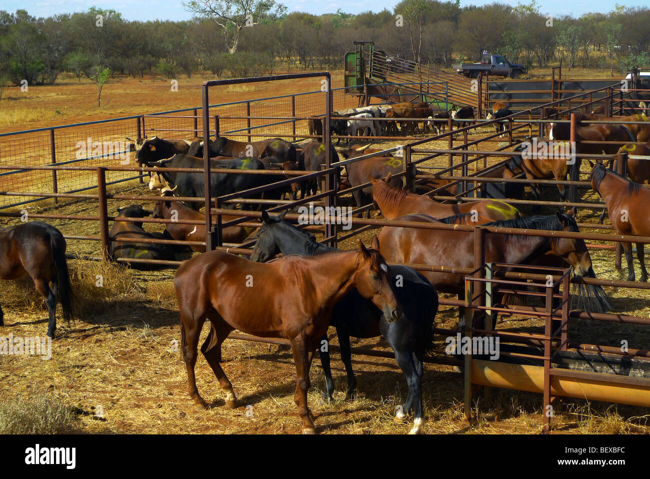 Australian rodeo hi-res stock photography and images - Alamy