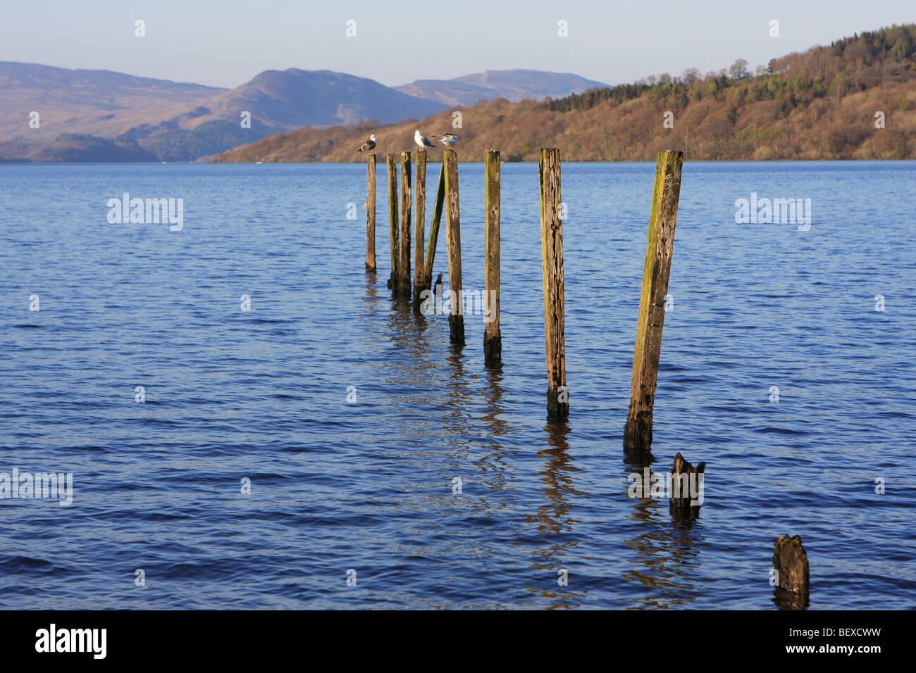 Wooden poles in water Stock Photo - Alamy