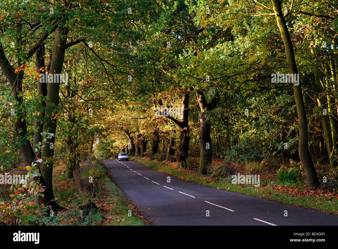 Tunnel autumn road hi-res stock photography and images - Alamy