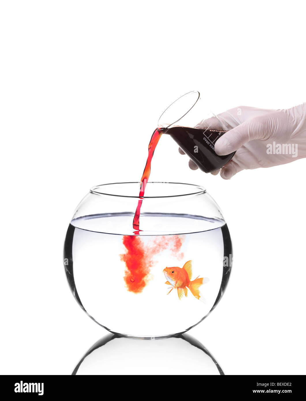 Pouring goldfish to fish bowl Cut Out Stock Images & Pictures - Alamy
