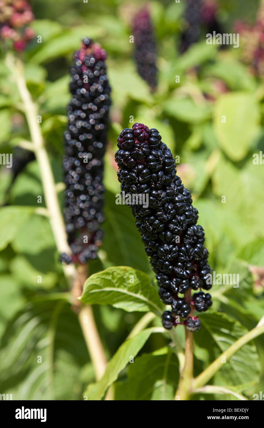 Phytolacca polyandra native plant of China Stock Photo - Alamy