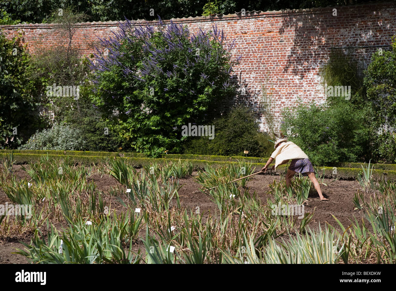 Gardener raking soil in walled garden National Botanic Gardens ...