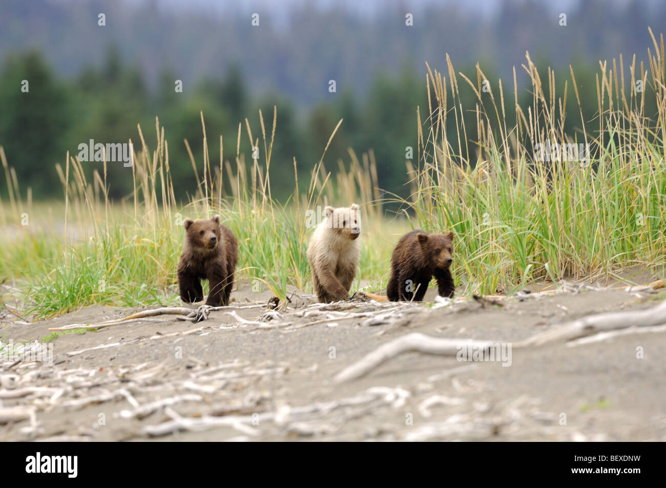 Three phased hi-res stock photography and images - Alamy