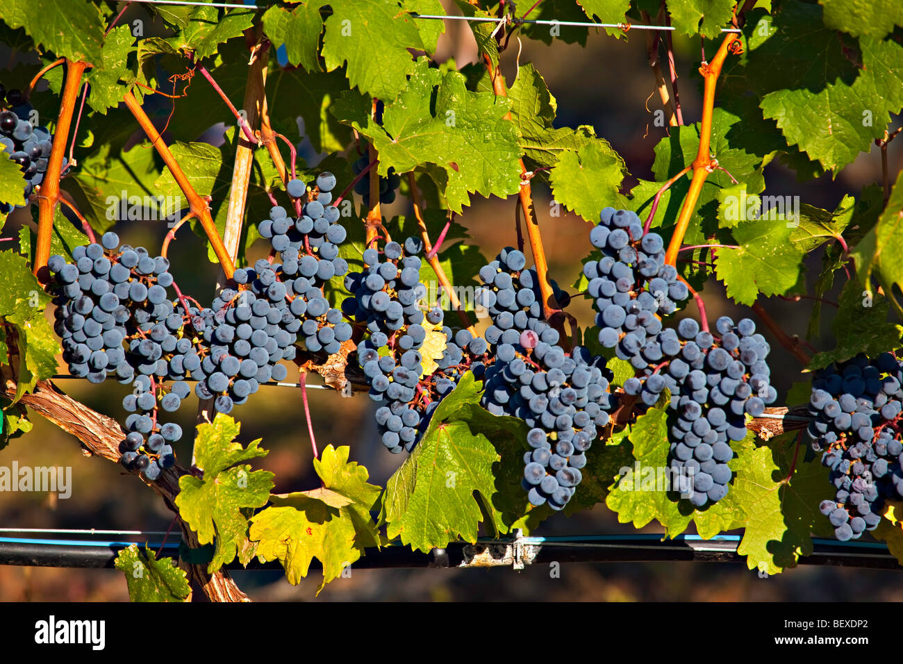 Clusters of grapes growing on grapevines at a vineyard along Highway 3 ...