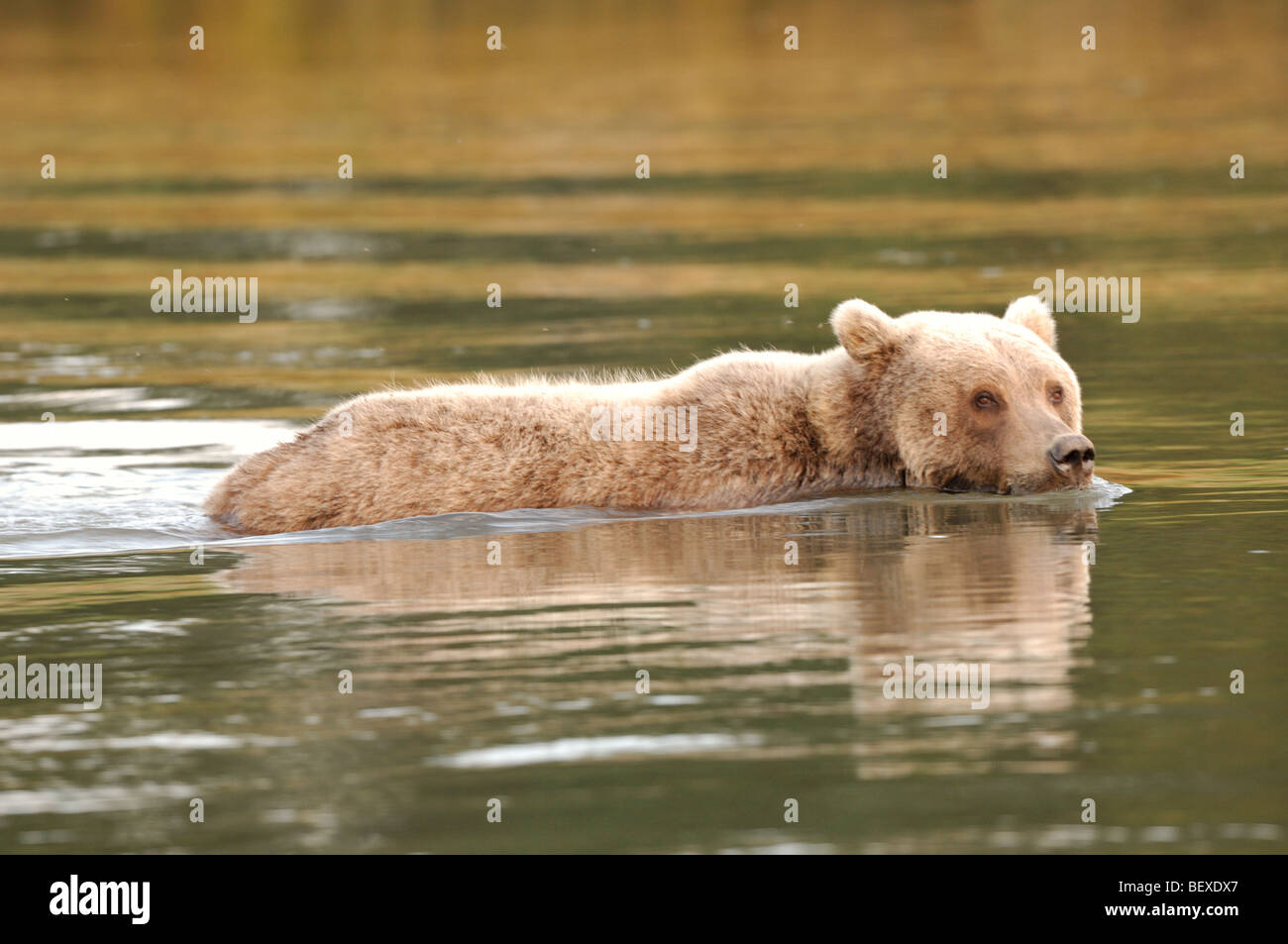 Stock photo of an Alaskan brown bear swimming in a creek, Lake Clark ...