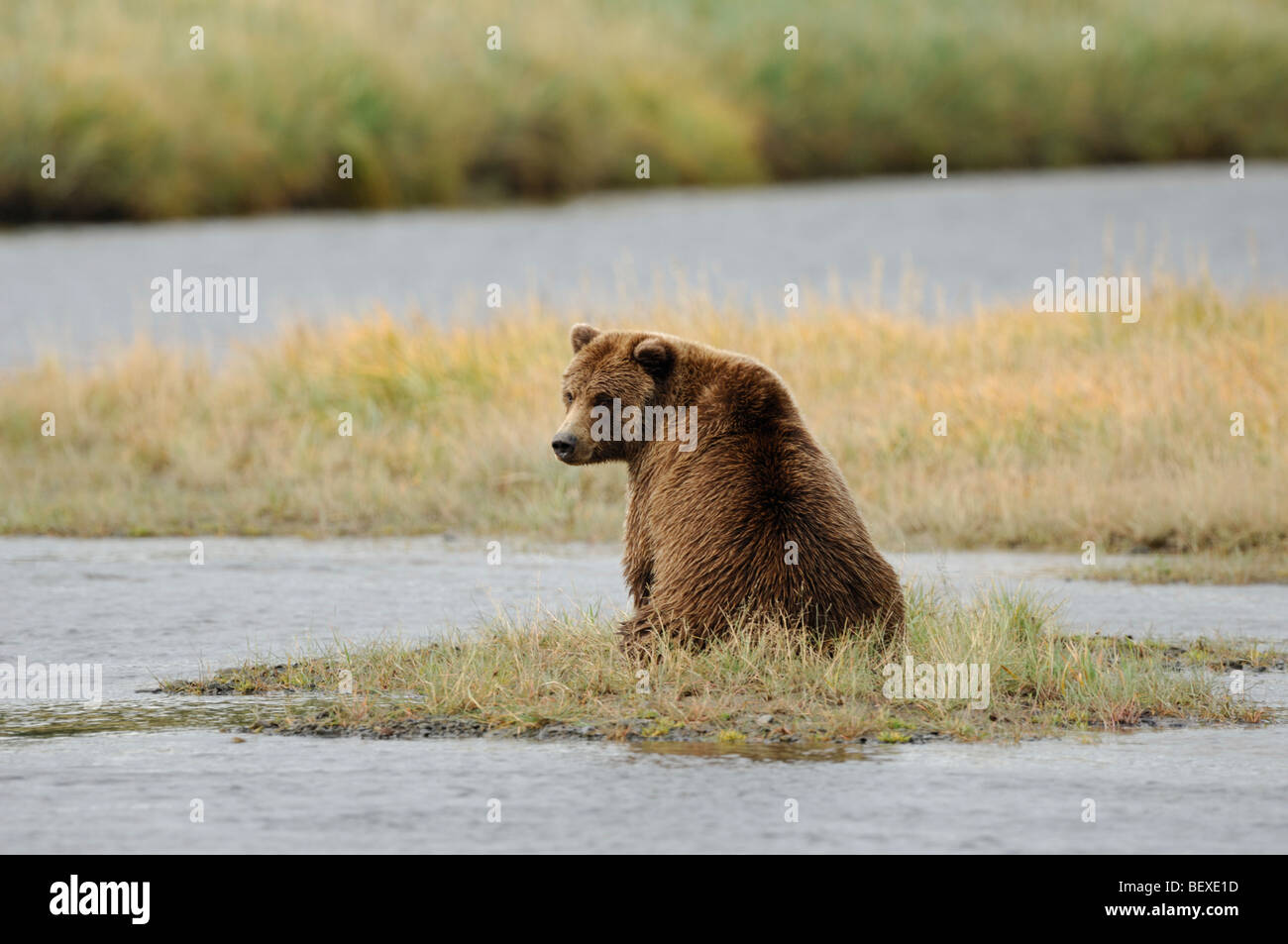 Middle bears hi-res stock photography and images - Alamy