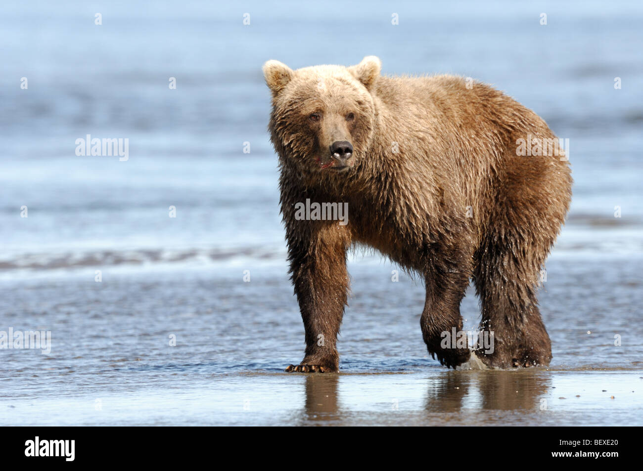 Brown bear walking in ocean at low tide hi-res stock photography and ...