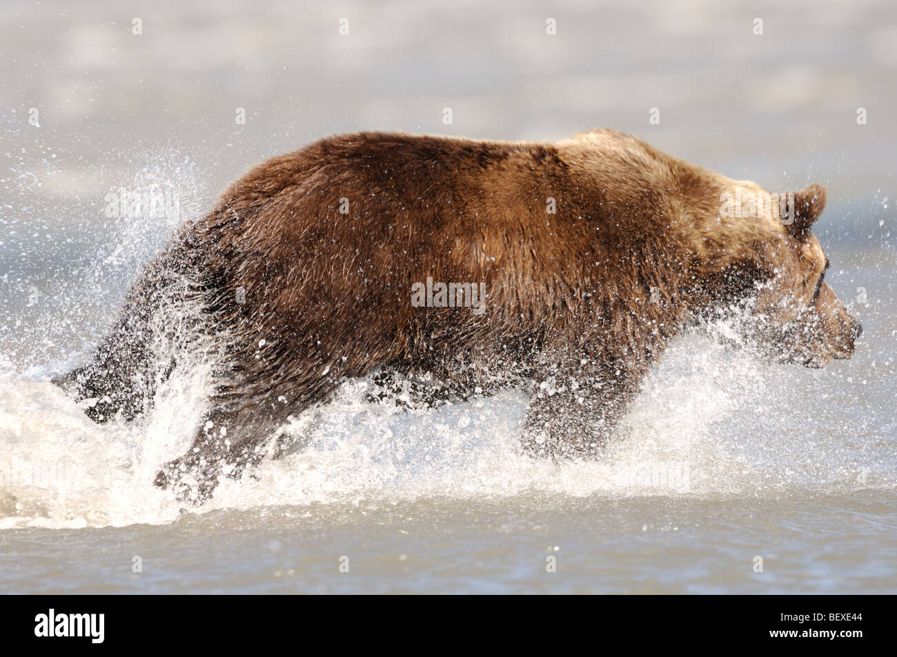 Stock photo of an Alaskan brown bear running through the water, chasing ...