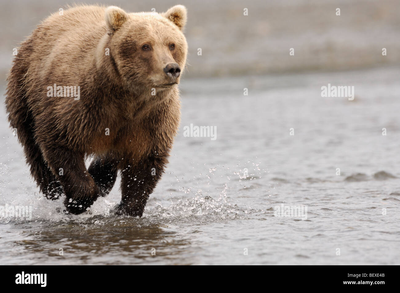Grizzly Bear Charging