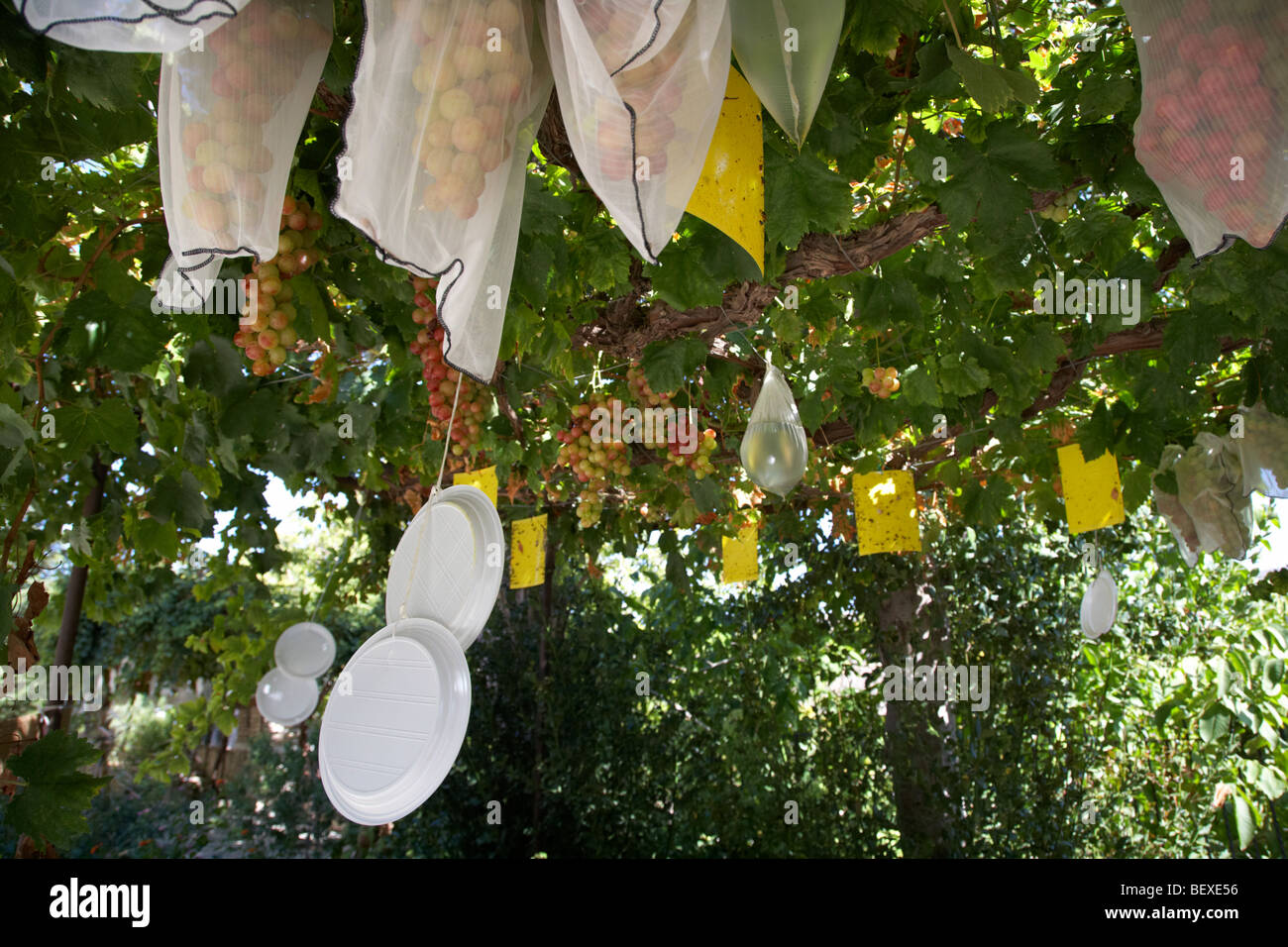 Vines protection hi-res stock photography and images - Alamy