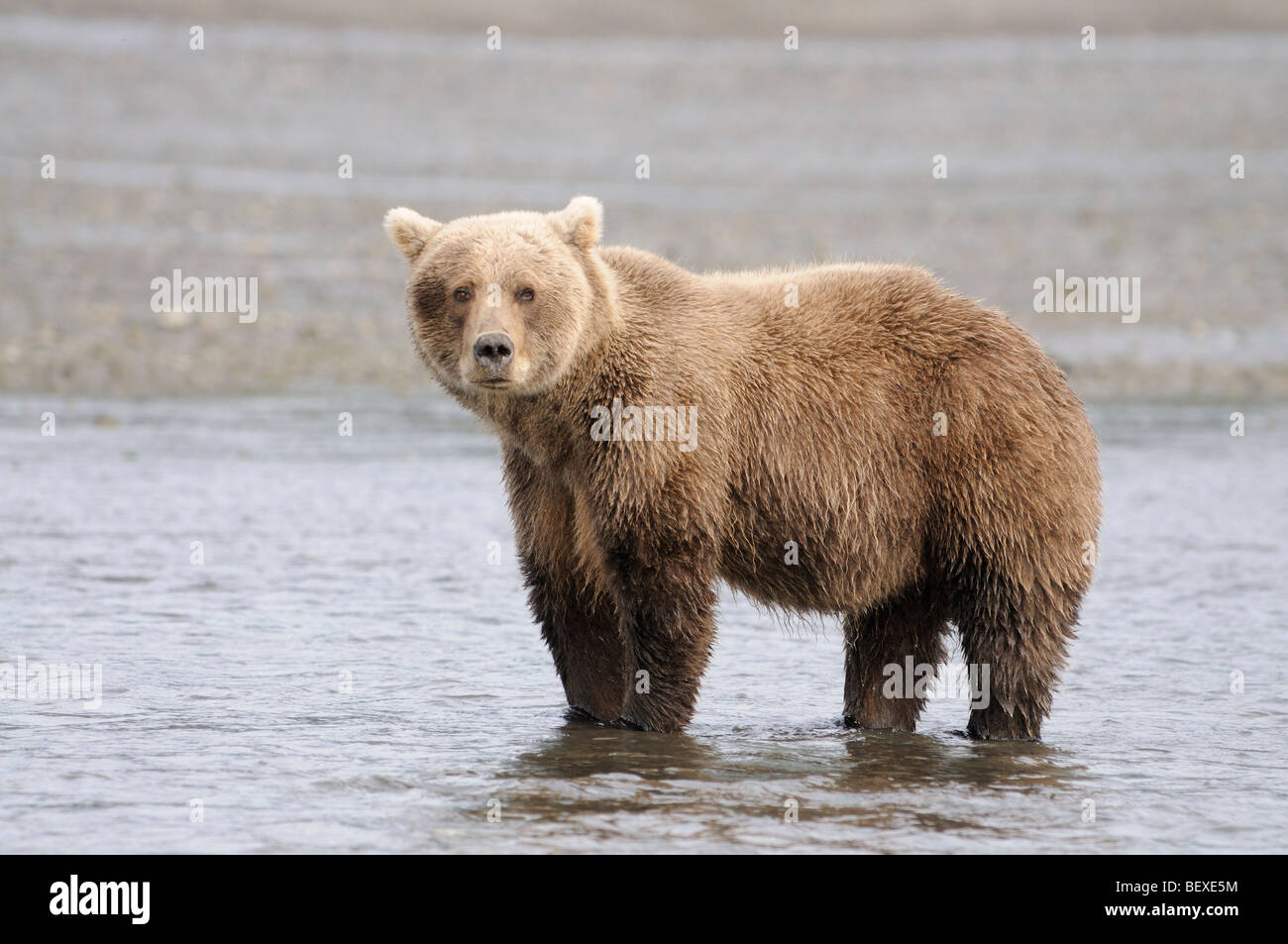 Stock photo of an Alaskan brown bear standing in the ocean at low tide ...