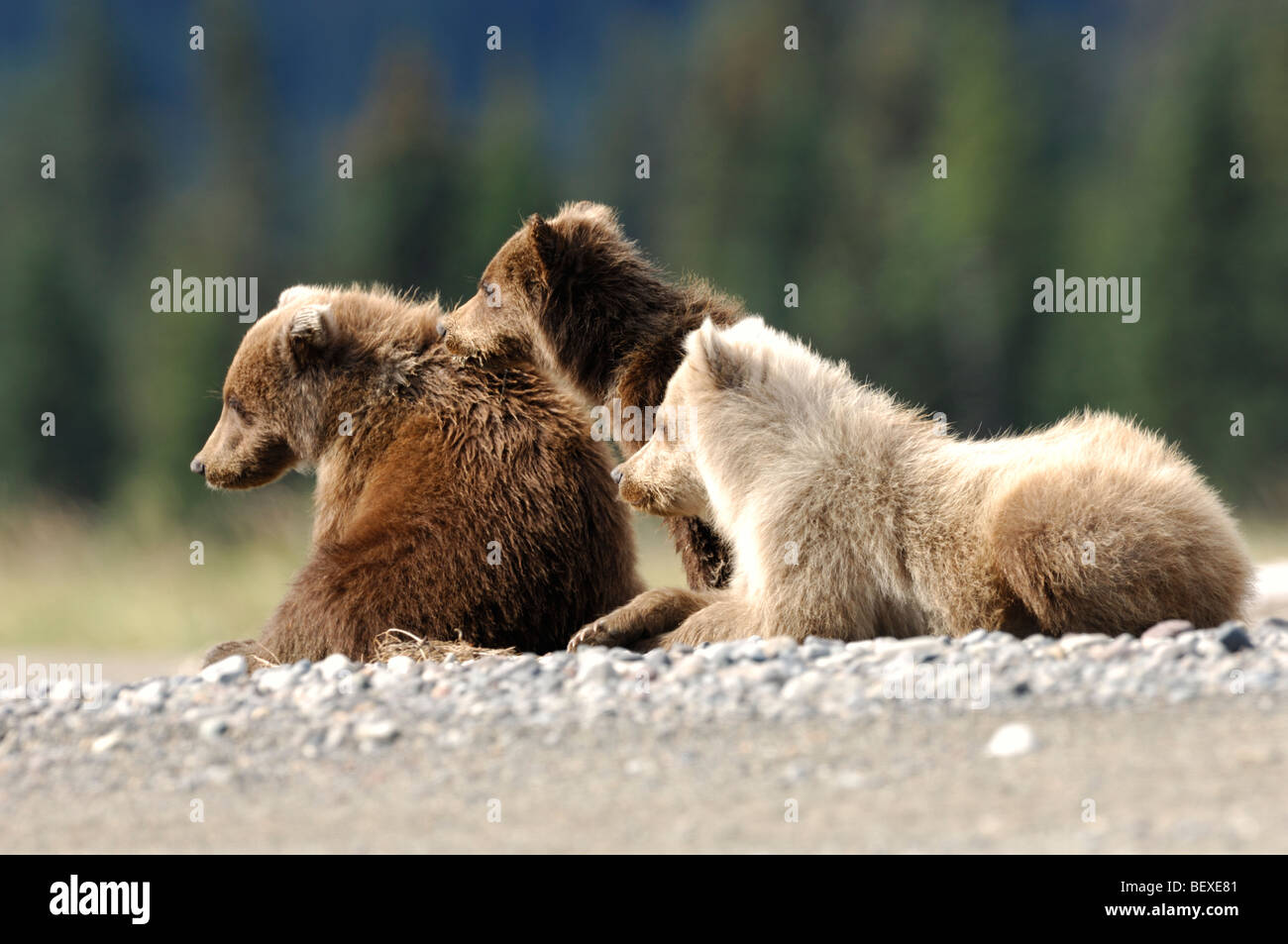 Three phased hi-res stock photography and images - Alamy