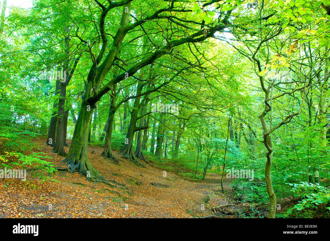 Verdant woodland scene hi-res stock photography and images - Alamy
