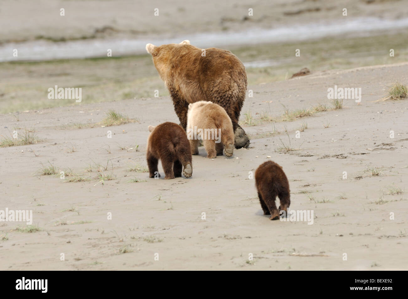 Sow mother three cubs beach hi-res stock photography and images - Alamy