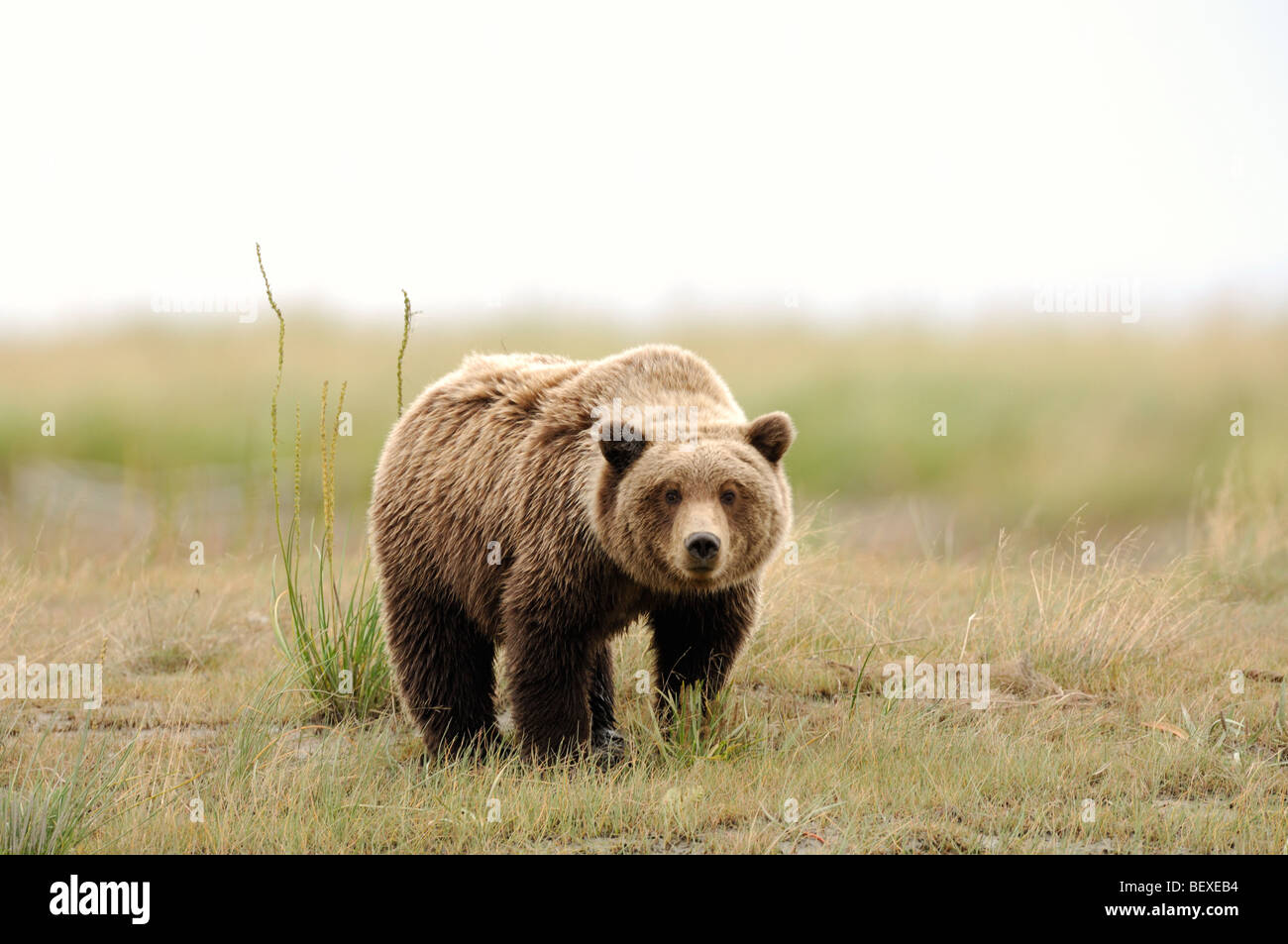 Grizzly bear yearlings hi-res stock photography and images - Alamy