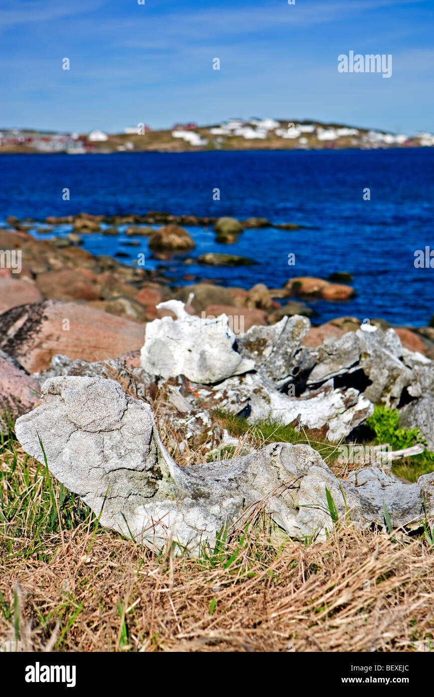 Whale Bones strewn on the beach along the Boney Shore Trail,across the ...