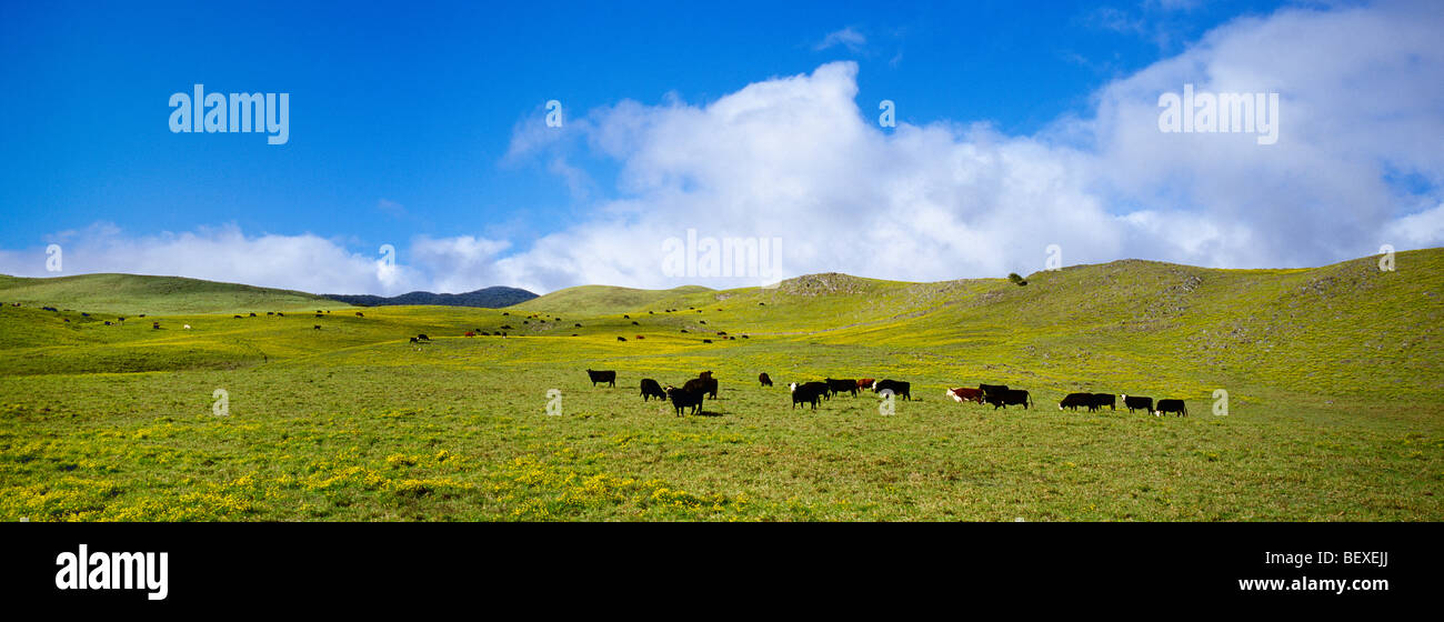 Cattle ranching hawaii hi-res stock photography and images - Alamy