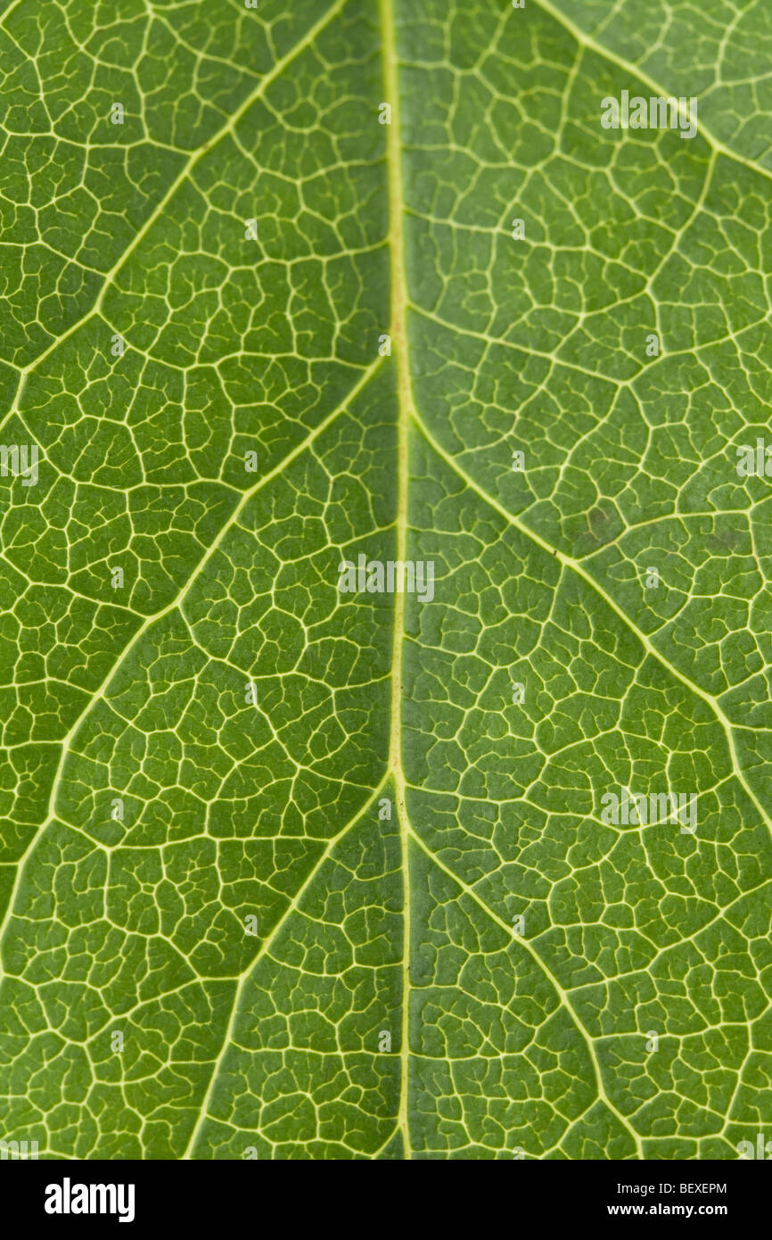 Green Leaf Vein close up shot for background Stock Photo - Alamy