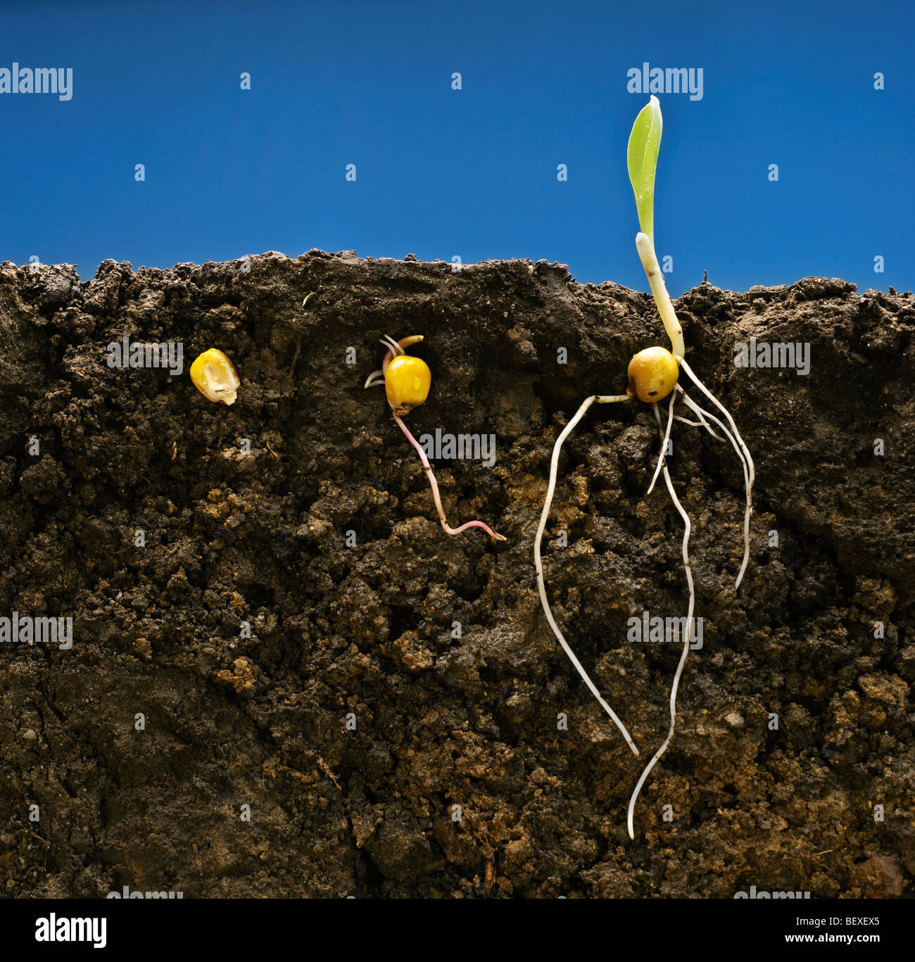 Corn root hi-res stock photography and images - Alamy Corn root hi-res stock photography and images - Alamy
