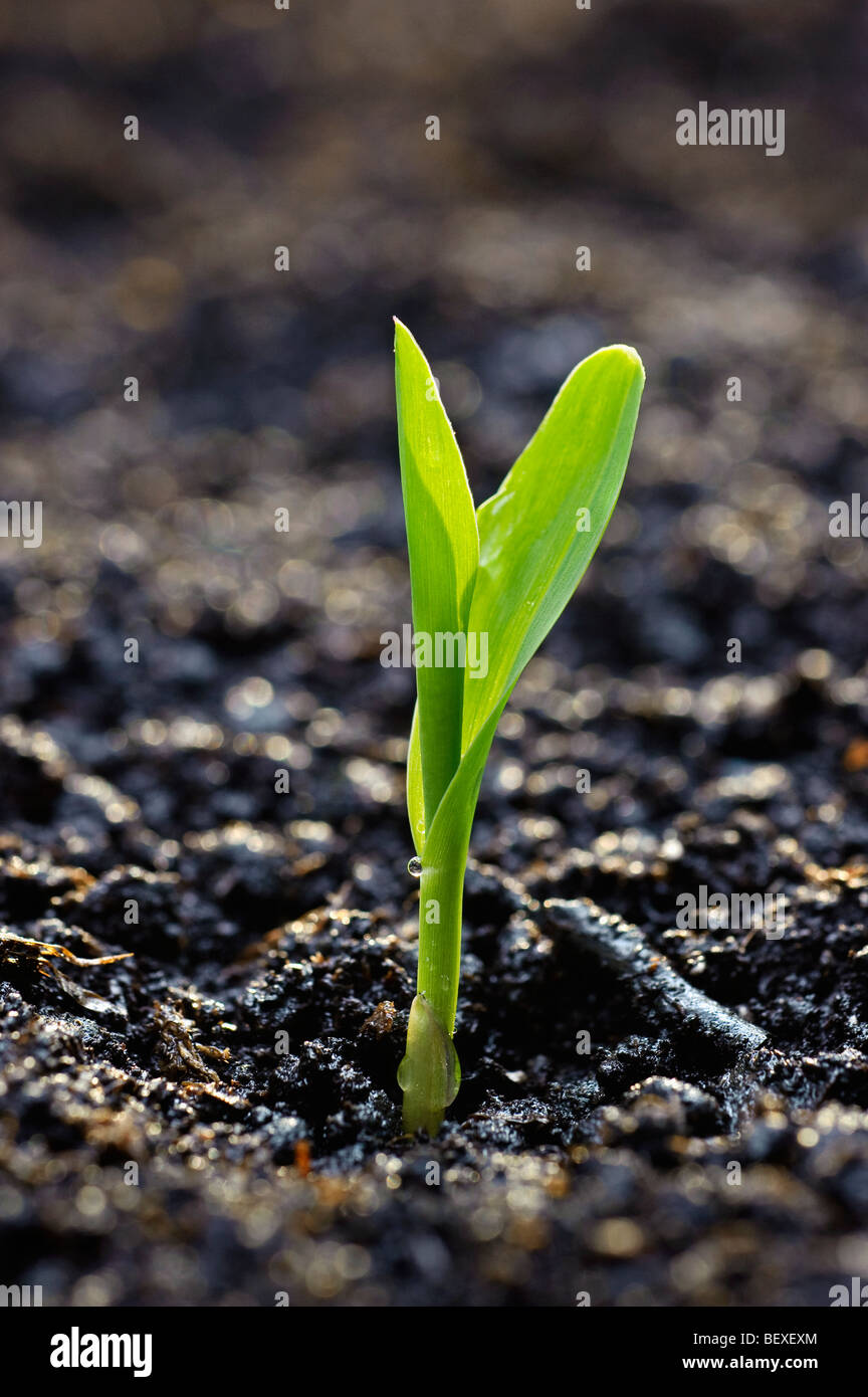 Seedling And Farm Crop Field High Resolution Stock Photography and ...