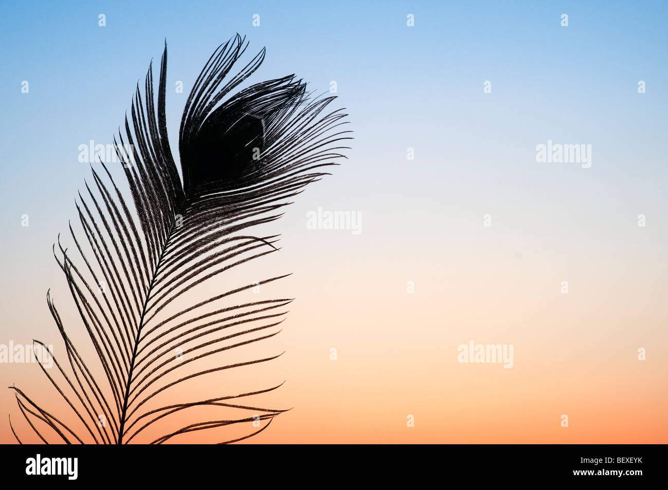 Peacock feather hi-res stock photography and images - Alamy