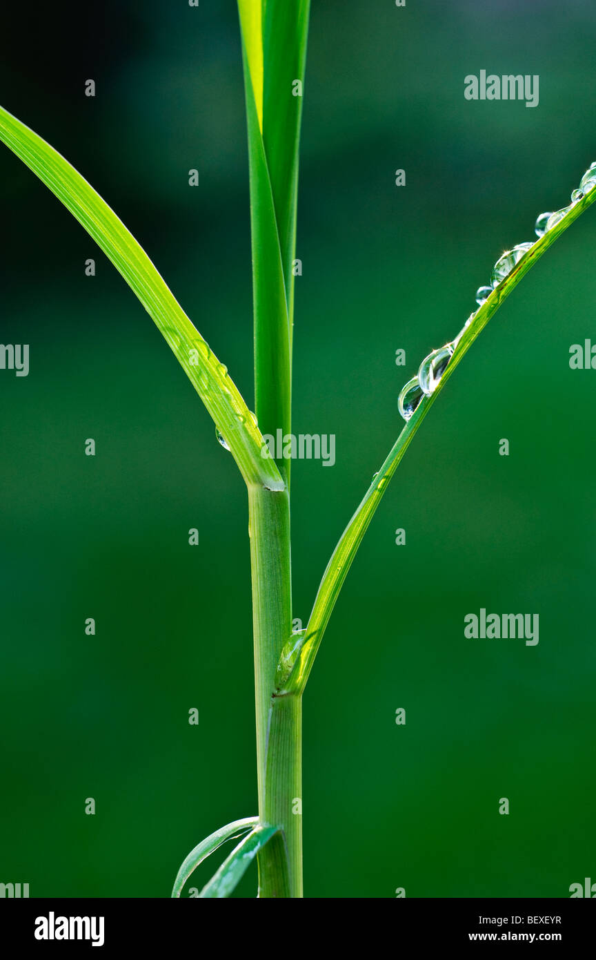 Corn fields usa hi-res stock photography and images - Alamy