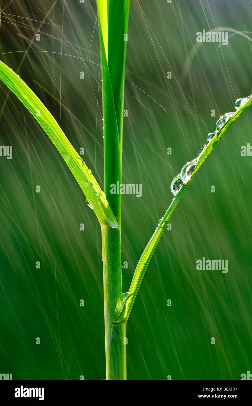 Corn Stalk High Resolution Stock Photography and Images - Alamy
