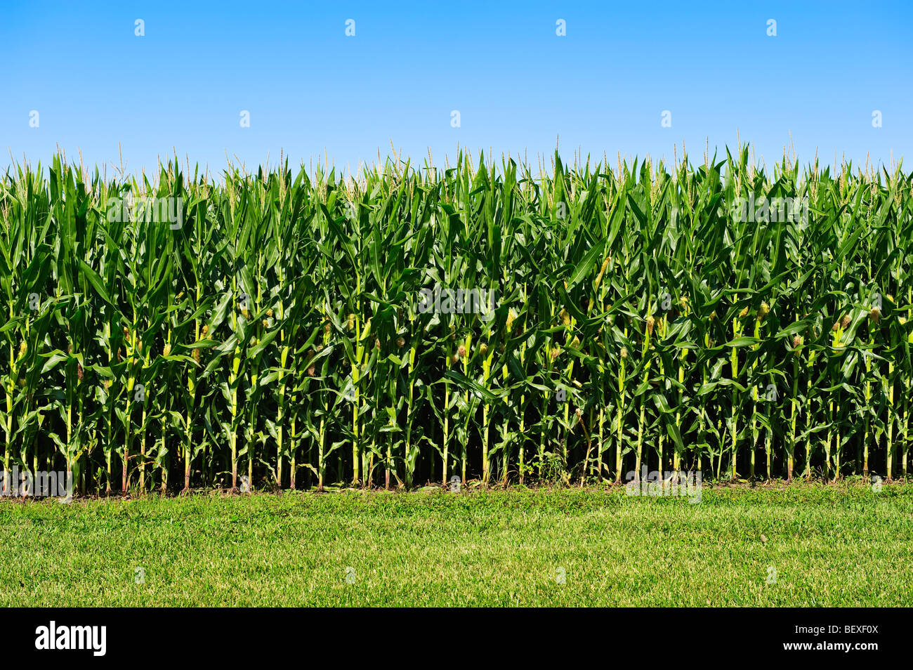 Corn Field Hd