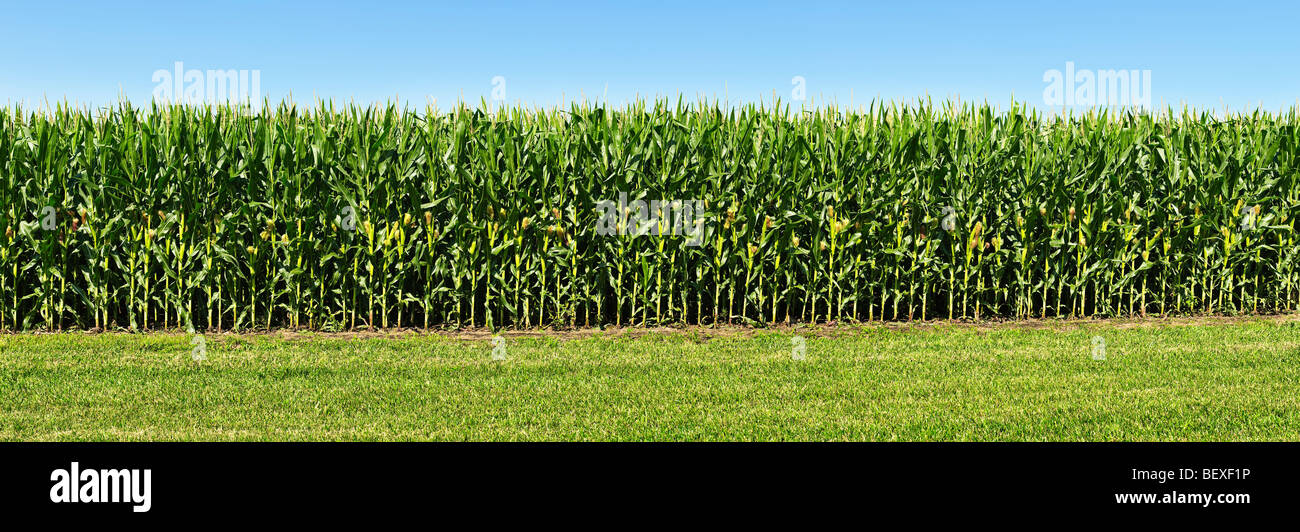 Iowa corn fields hi-res stock photography and images - Alamy