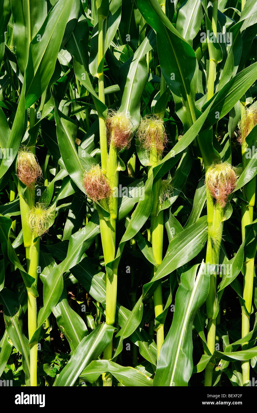 Corn Silk High Resolution Stock Photography and Images - Alamy