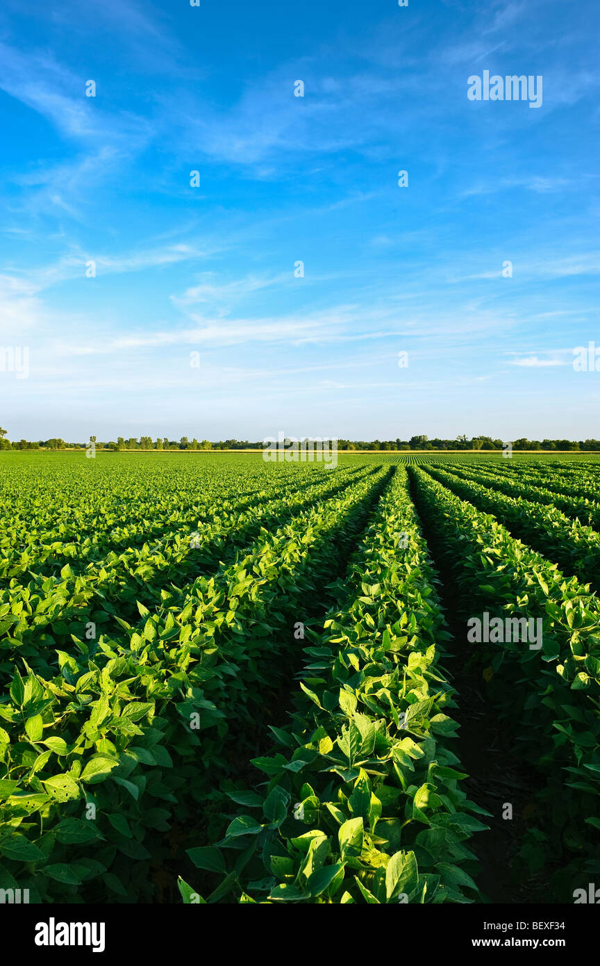 Soy agriculture hi-res stock photography and images - Alamy
