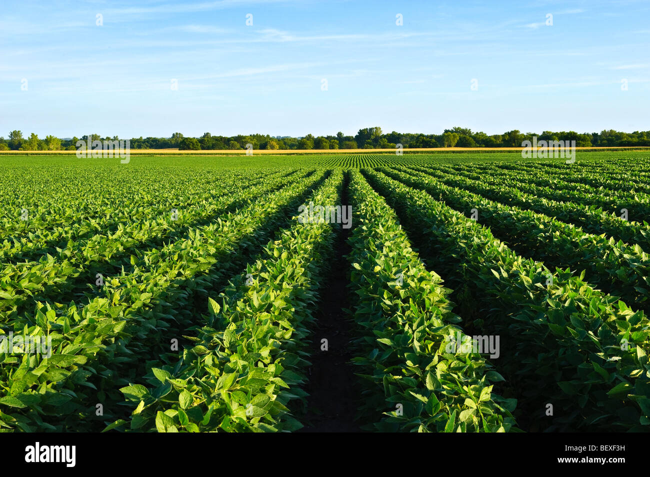 Soybean crop hi-res stock photography and images - Alamy