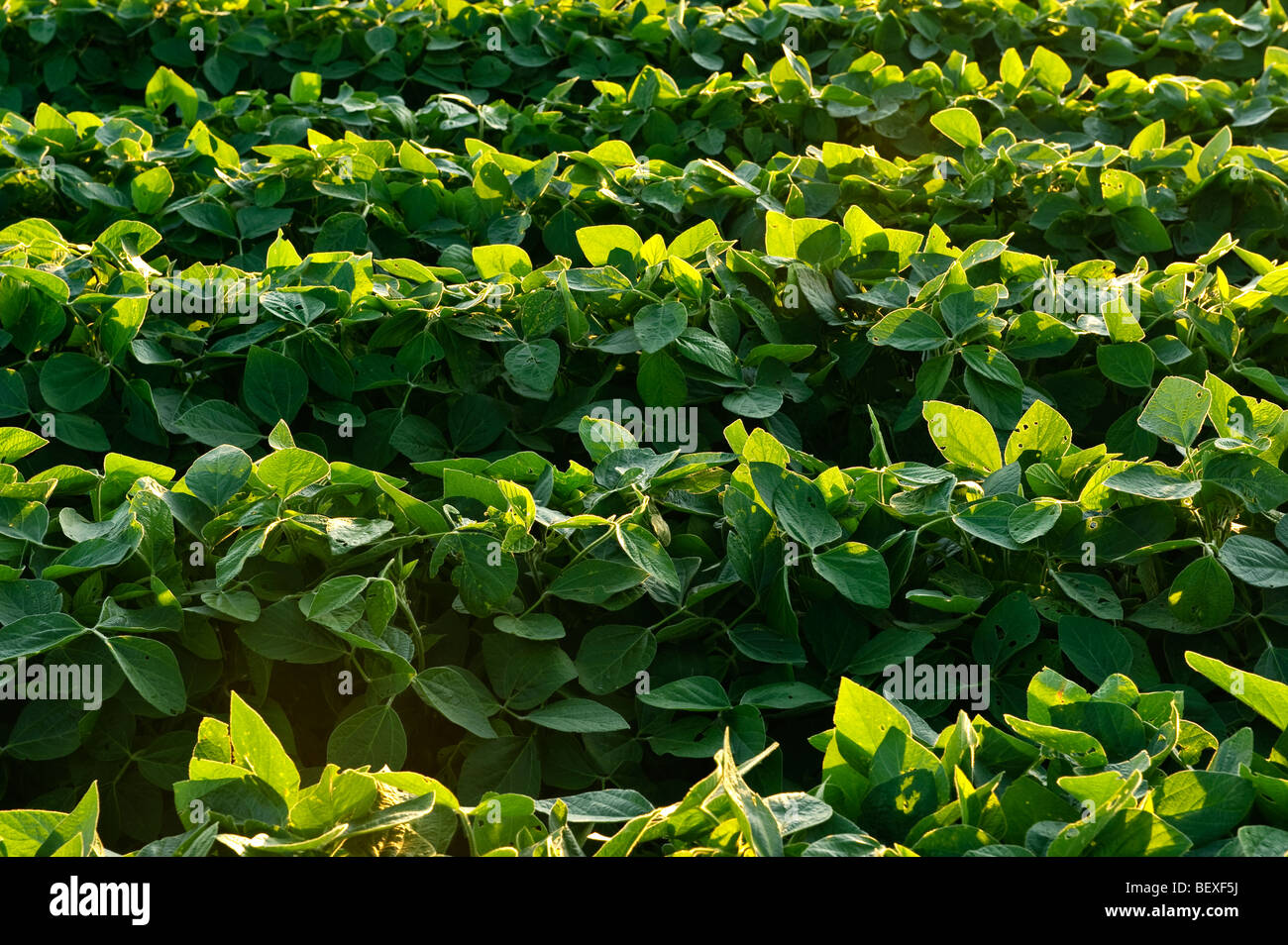 Soybean Plant High Resolution Stock Photography and Images - Alamy