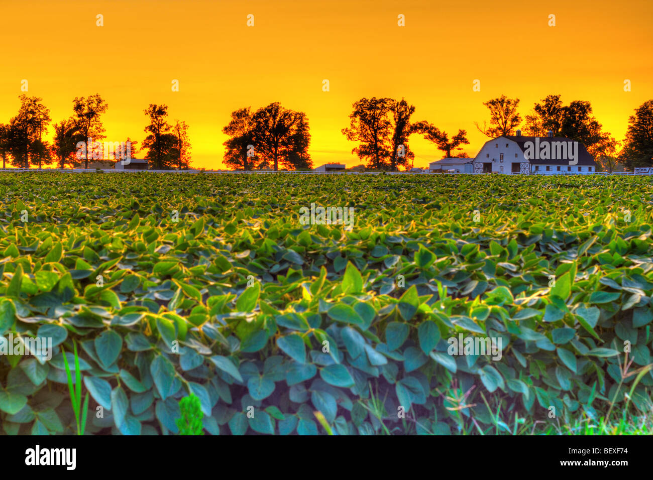 Indiana farm soy hi-res stock photography and images - Alamy