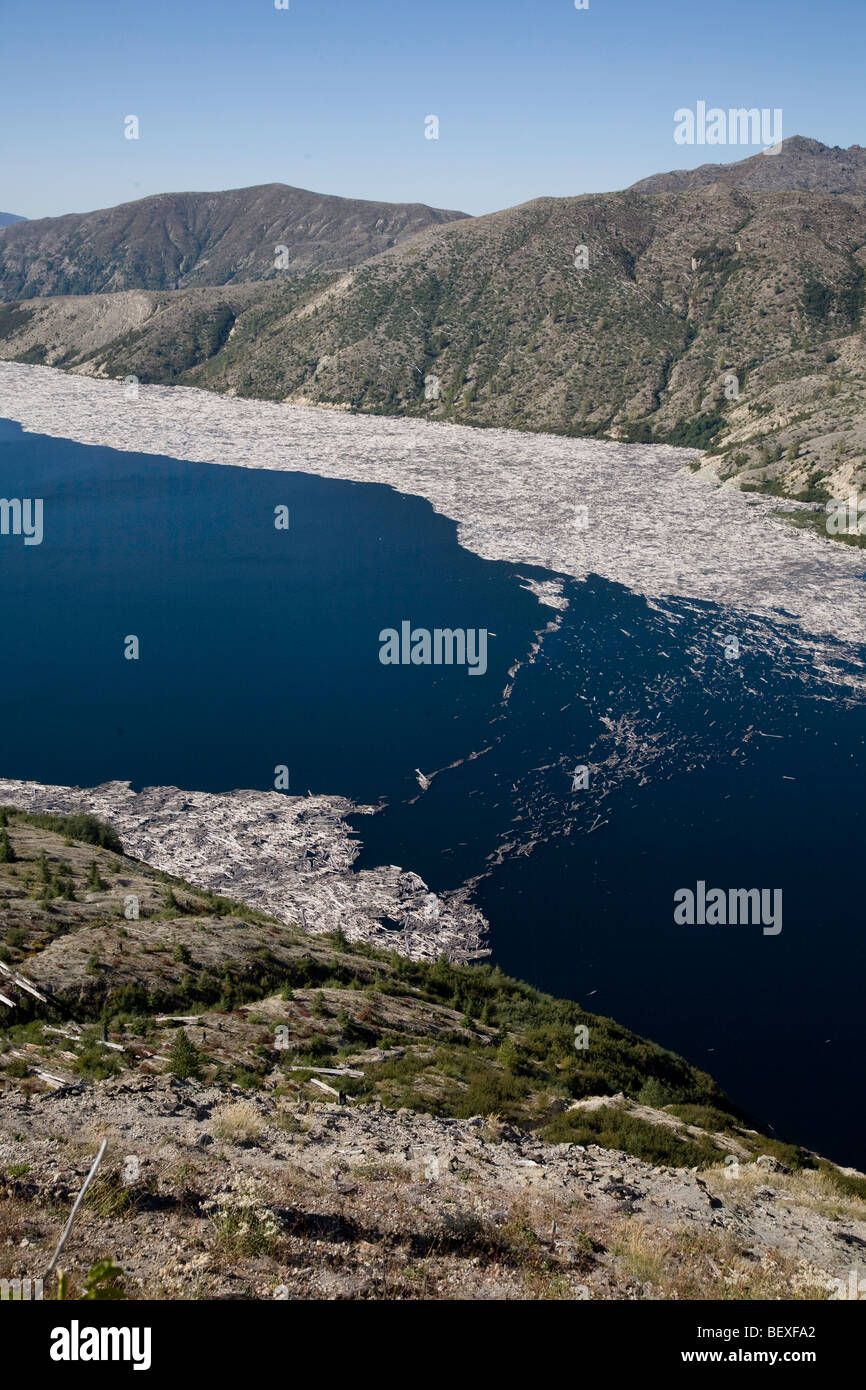 Log Mat in Spirit Lake, Mount St. Helens National Volcanic Monument ...