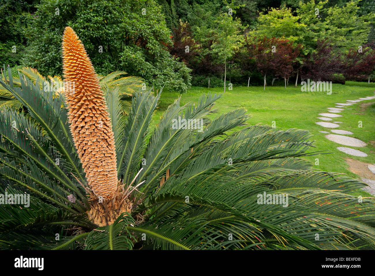 Cycad seed hi-res stock photography and images - Alamy