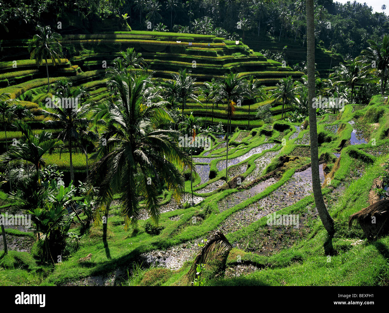 Terraced rice paddy field Ubud Bali Indonesia Stock Photo - Alamy