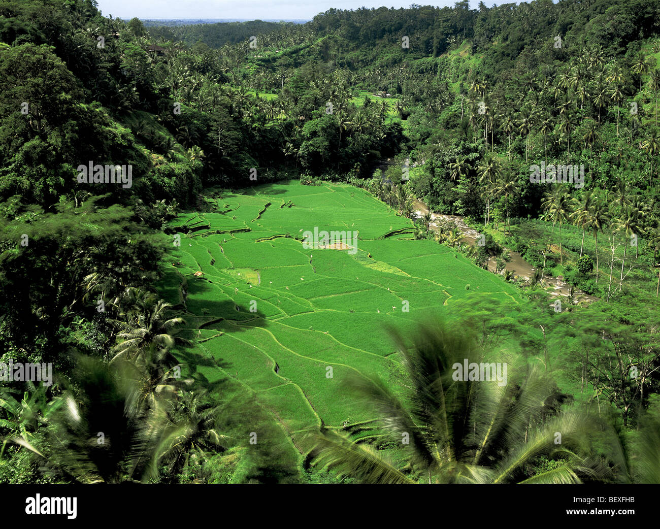 Terraced rice paddy field Ubud Bali Indonesia Stock Photo - Alamy