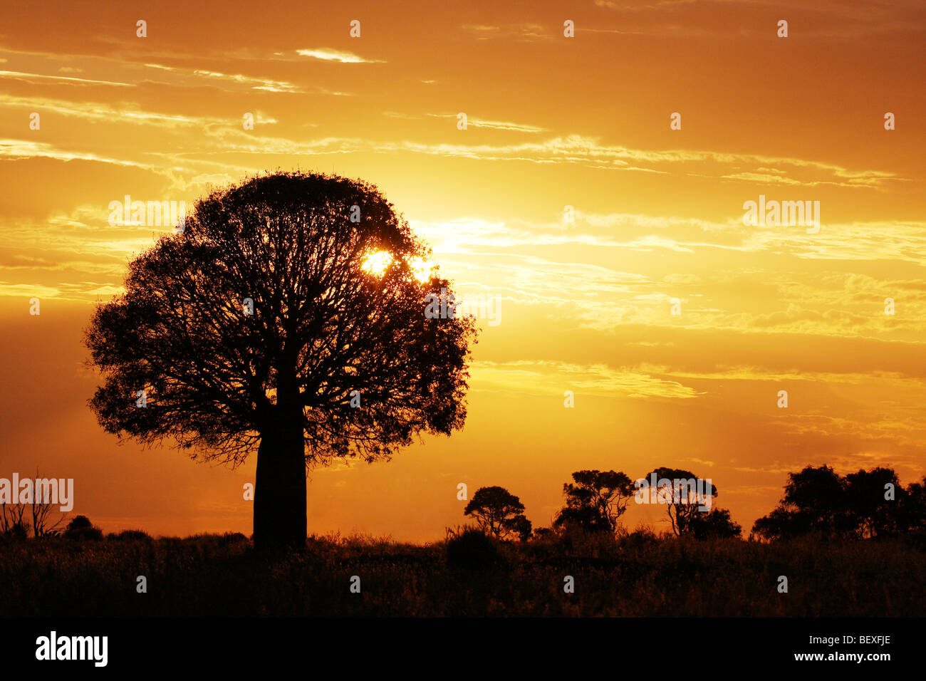 Deciduous trees australia hi-res stock photography and images - Alamy