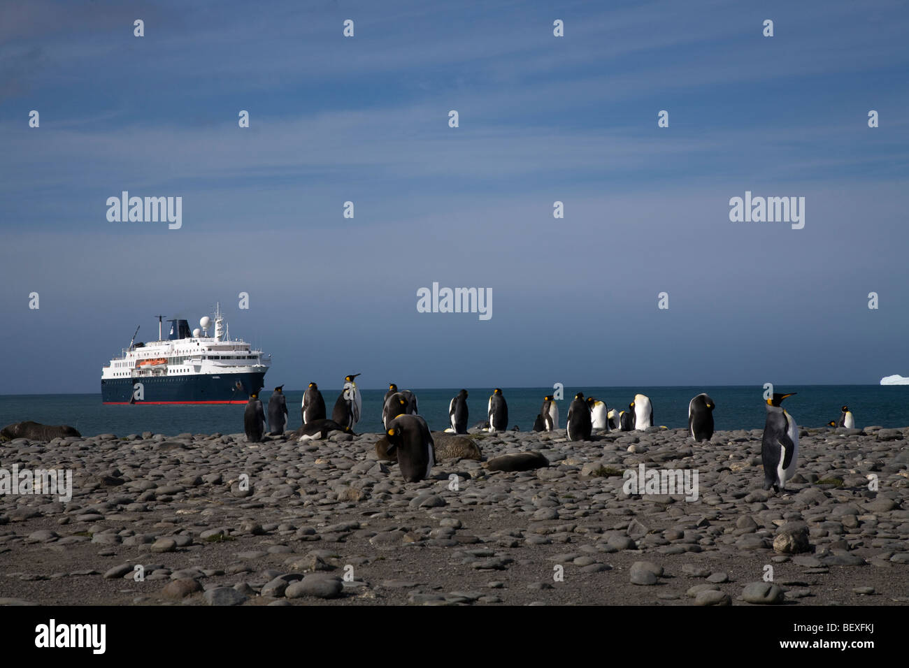 The M/V Minerva at the huge King Penguin colony on Salisbury Plain ...