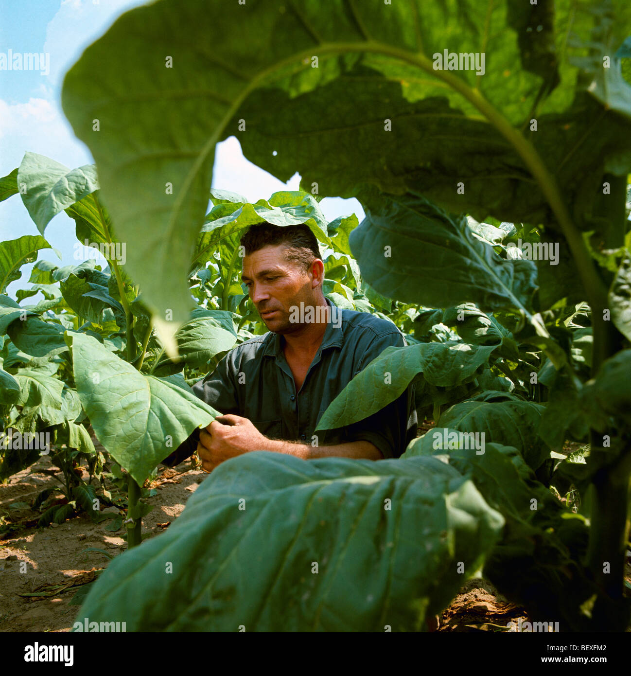 Flue cured tobacco hi-res stock photography and images - Alamy