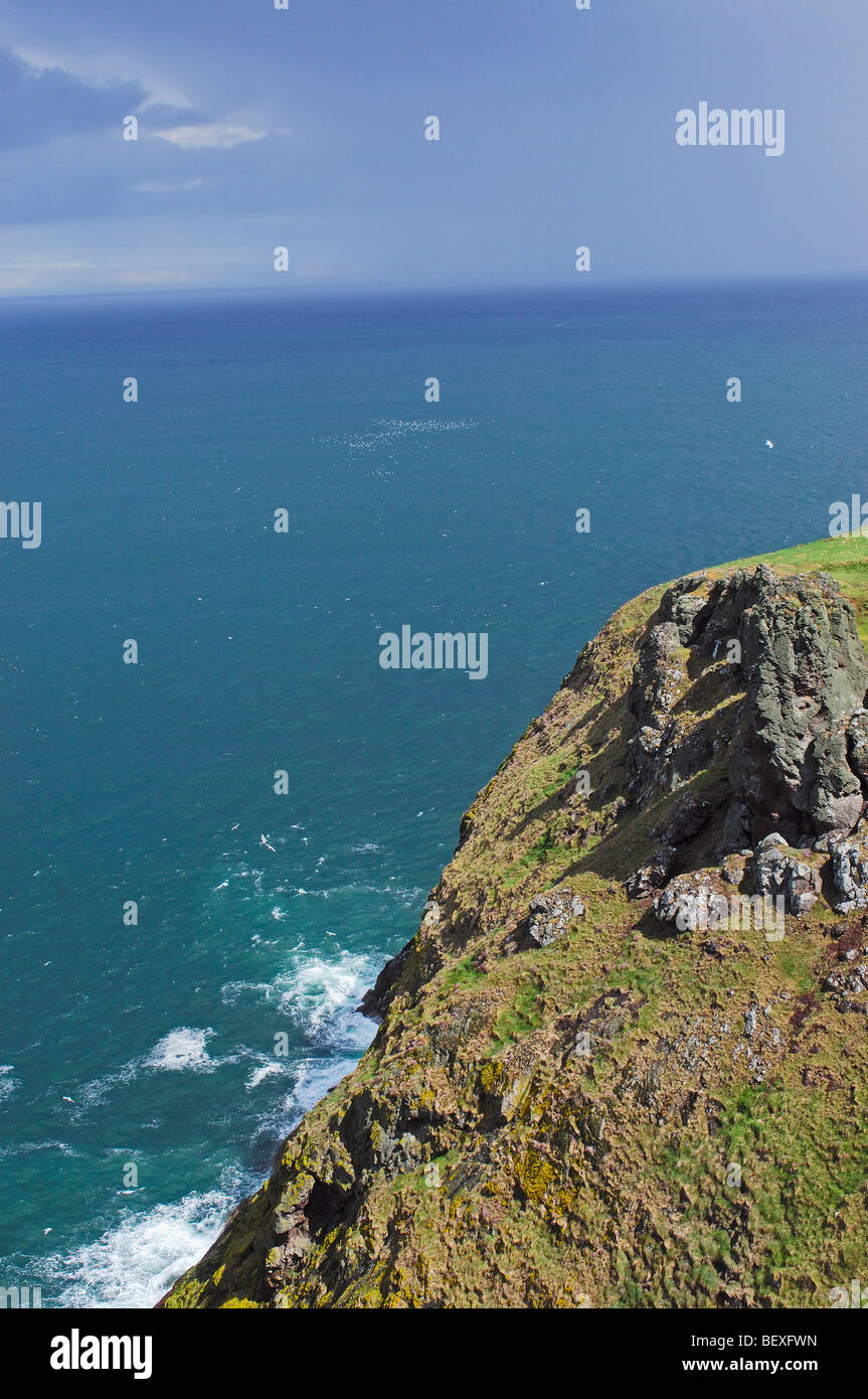 St Abb´s Head Cliffs . birds sanctuary. Scottish Borders. Scotland. U.k ...