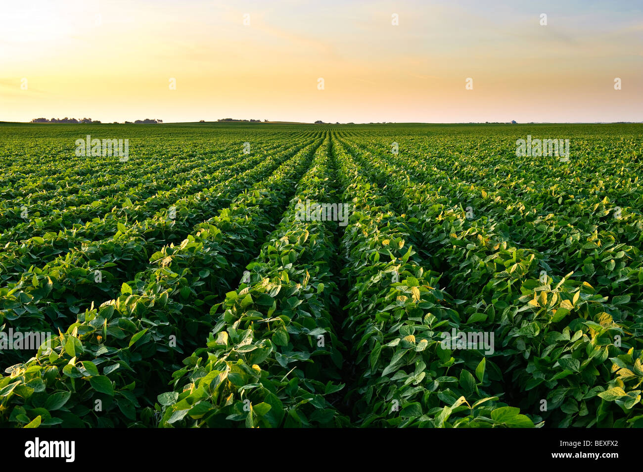 Soybean crop hi-res stock photography and images - Alamy