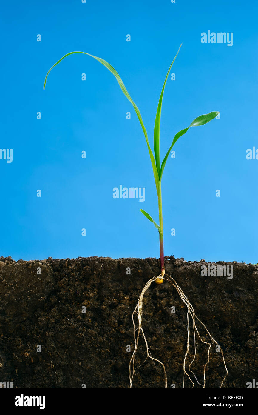 Corn plant roots hi-res stock photography and images - Alamy
