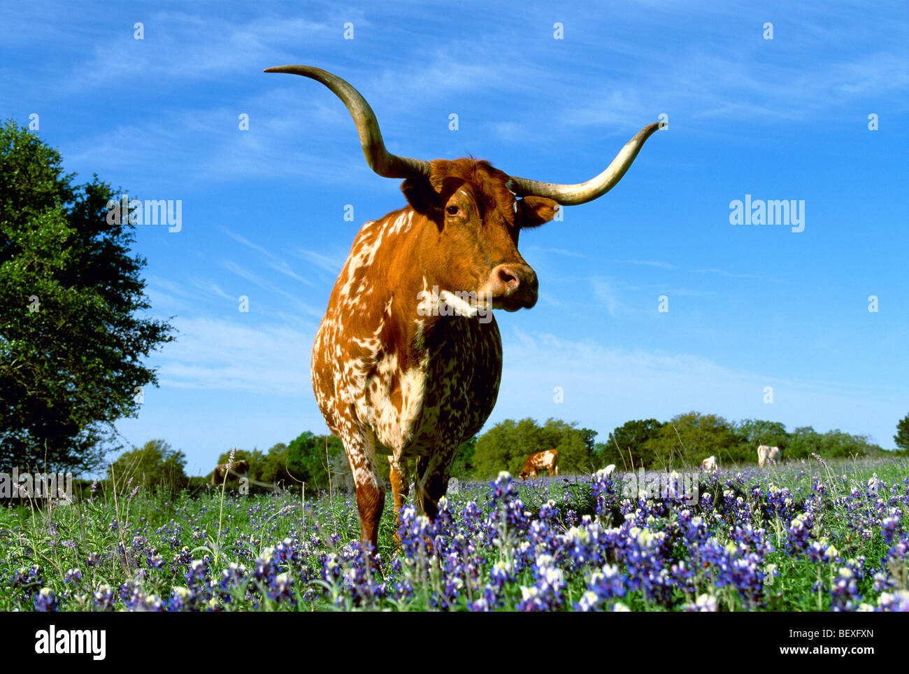 Texas longhorn bluebonnets hi-res stock photography and images - Alamy