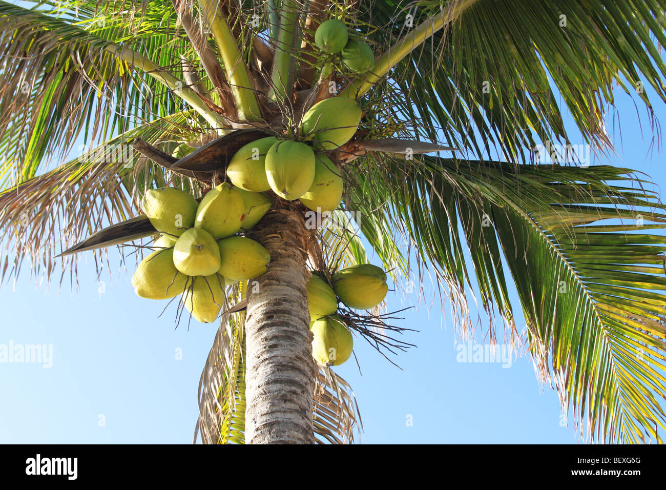 Palm tree leaves and coconuts, Cancun's Riviera Maya, Mexico Stock ...
