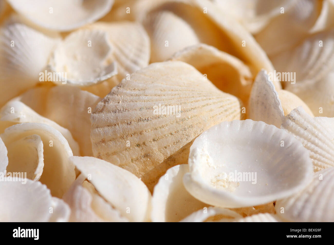Sea Shells On The Beach High Resolution Stock Photography and Images ...