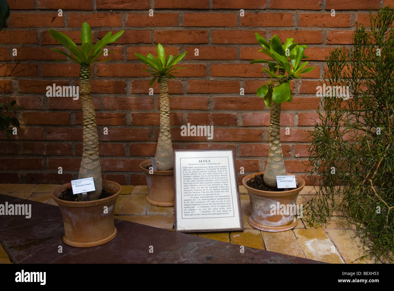 Alula palms in Palm tree house in Trädgårdsföreningens park the ...