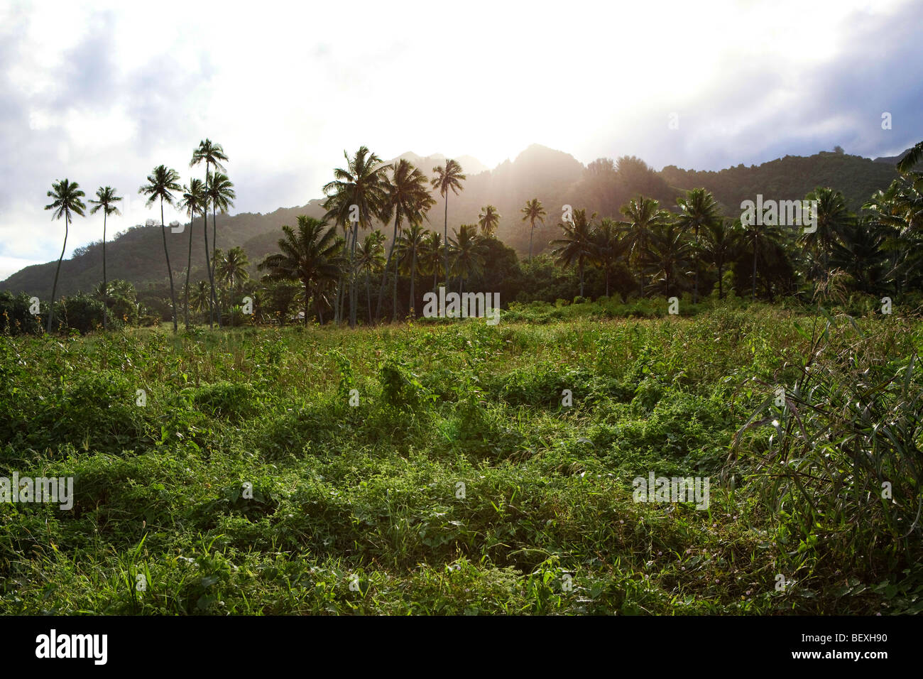 Rarotonga jungle hi-res stock photography and images - Alamy