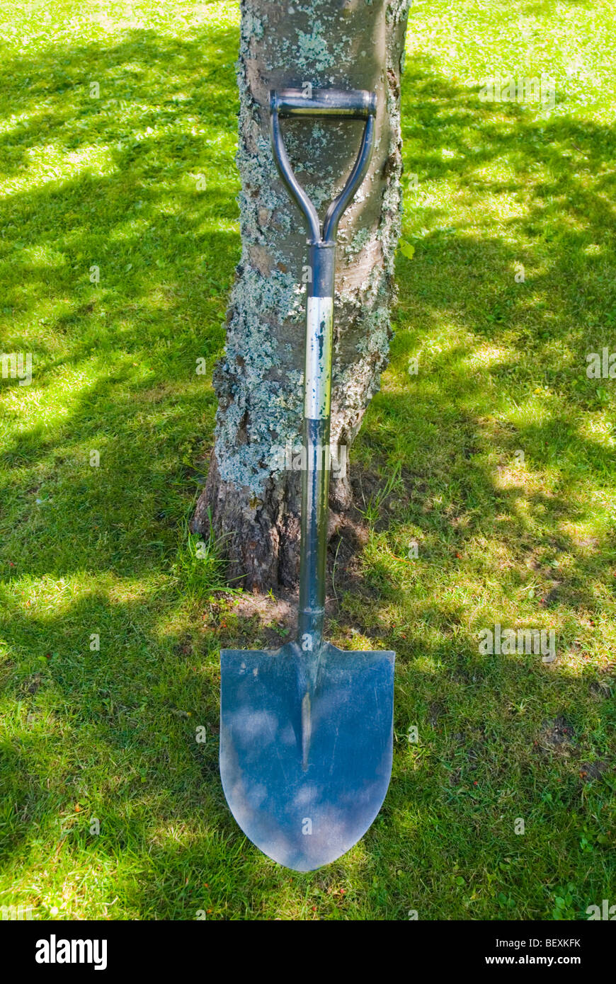 Shovel against a tree Stock Photo - Alamy